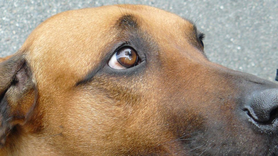 Dogs Eyes Evolve To Appeal To Humans BBC News Dogs Eyes Evolve To Appeal To Humans BBC News