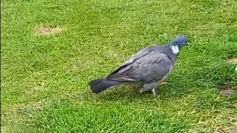 Pigeons shot with arrows in Duston - BBC News