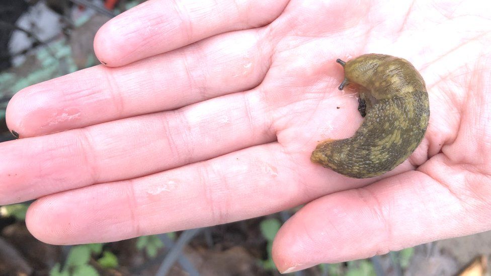 Wanted - volunteers to monitor Britain's growing slug population - BBC News