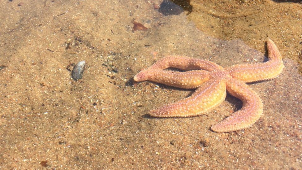 Star whoa: Stunning starfish on Scottish beach - BBC News