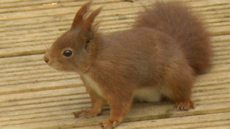 First baby red squirrels born at Yorkshire Arboretum - BBC News