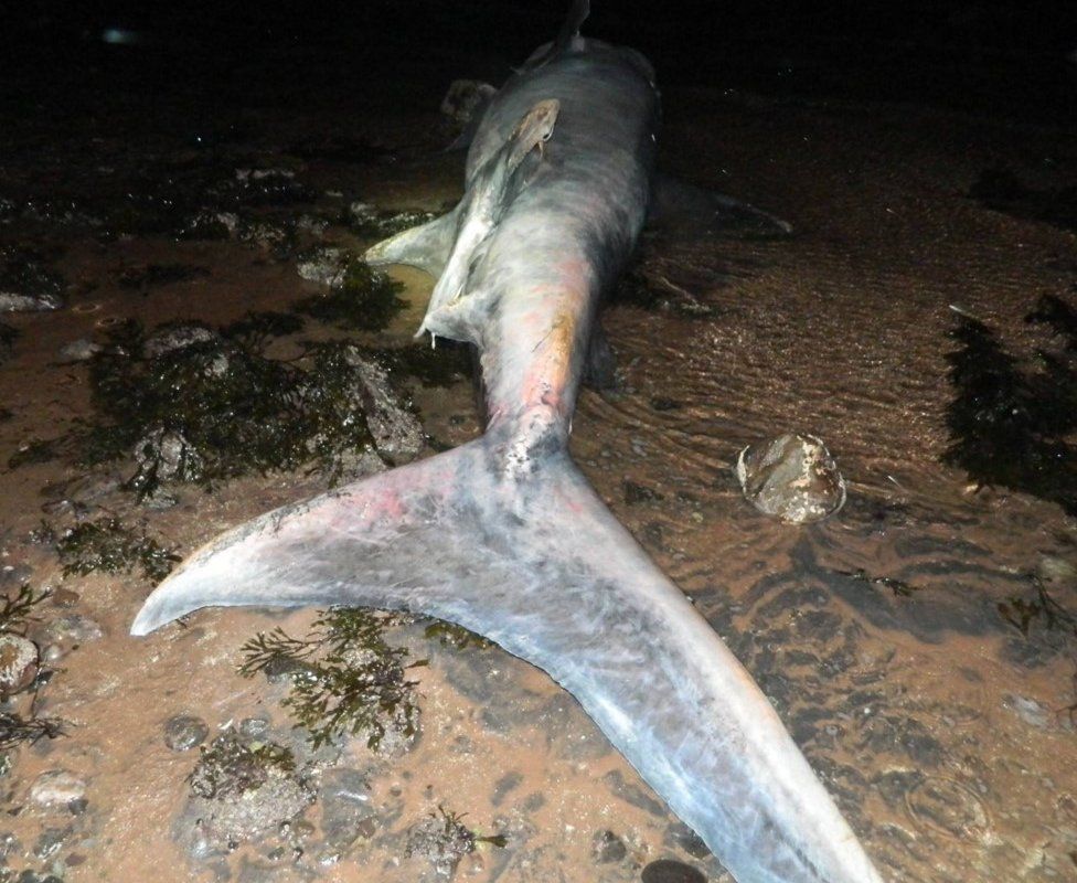 Dead 15ft basking shark washes up in Scotland - BBC News