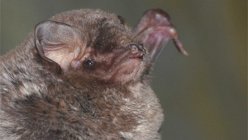 Extreme weather 'potentially catastrophic' for bats - BBC News