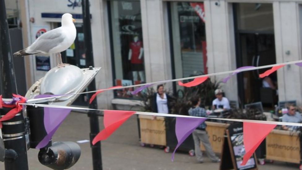'Under siege' Truro pins hopes on anti-gull paint - BBC News