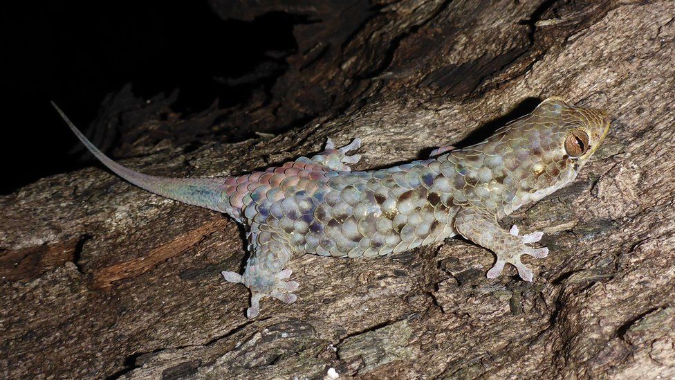 Gecko eludes foes with tearaway skin - BBC News