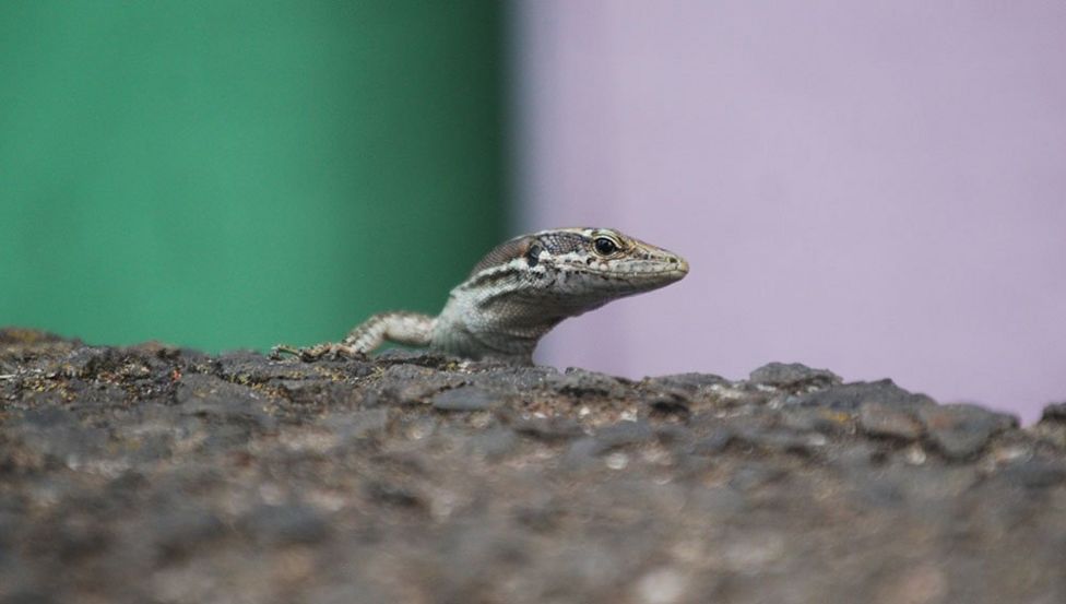 Your pictures on the theme of 'tiny creatures' - BBC News