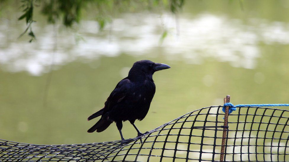 Recovering birds shot dead at wildlife rehab centre in Hinckley - BBC News