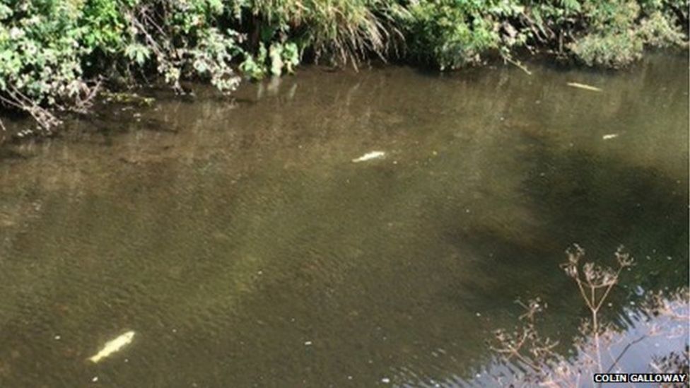 River Enler fish kill: Up to 300 dead trout found - BBC News