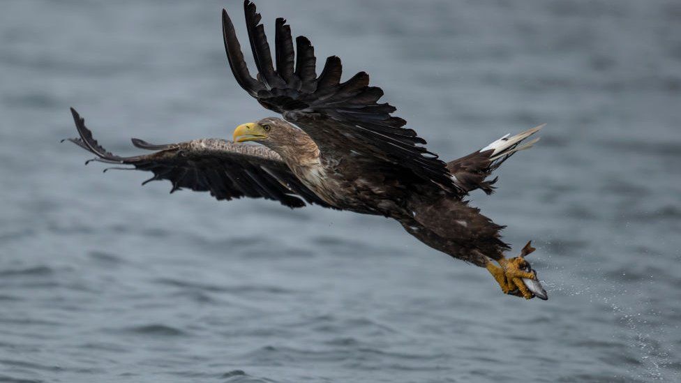 Rare white-tailed eagles return to England's skies - BBC Newsround