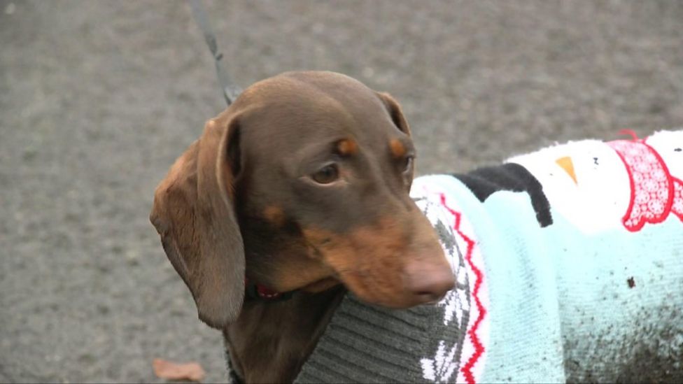 German dachshund museum in Passau 'a world first' - BBC News