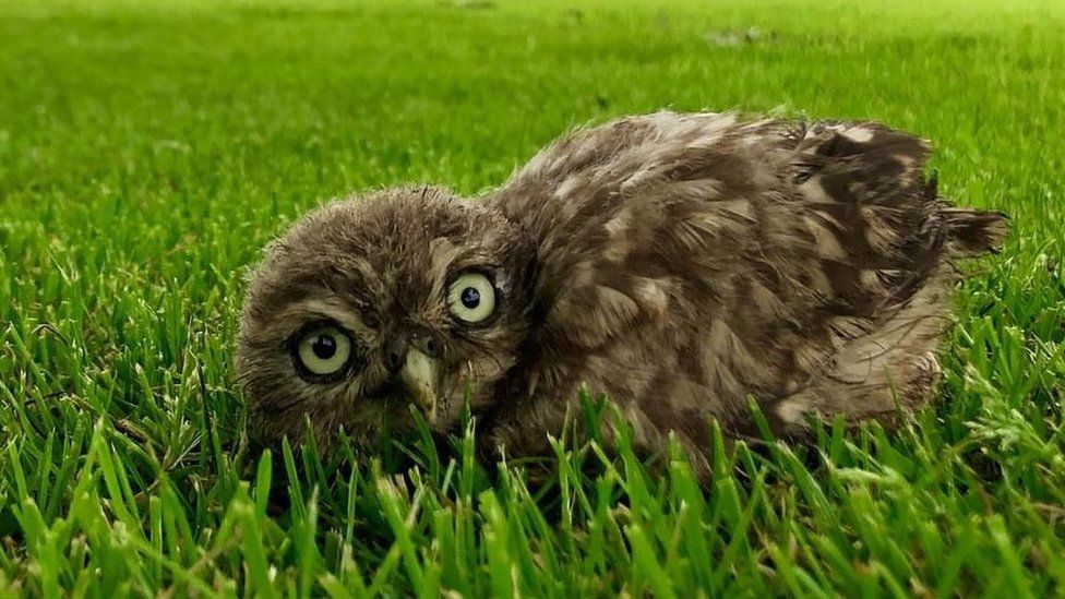 Fallen owl chick helped back to nest at North Somerset school - BBC News