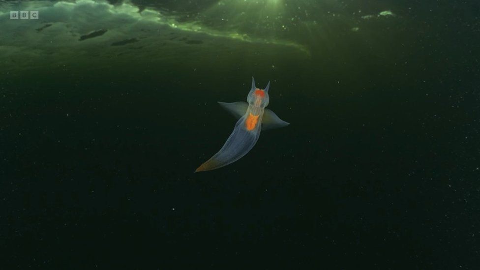 Planet Earth III: Three things we learned from episode one - BBC Newsround