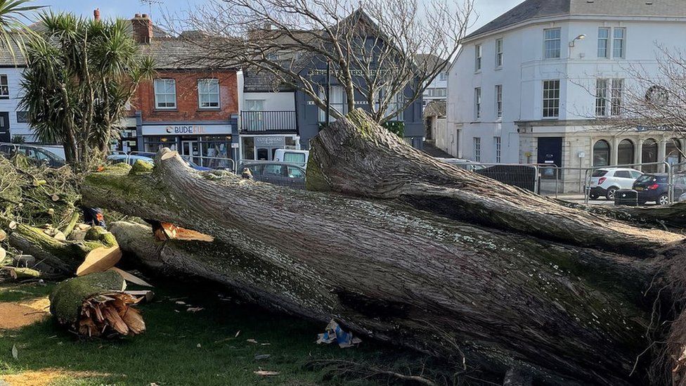 Trees that fell in UK storms given new life - BBC Newsround