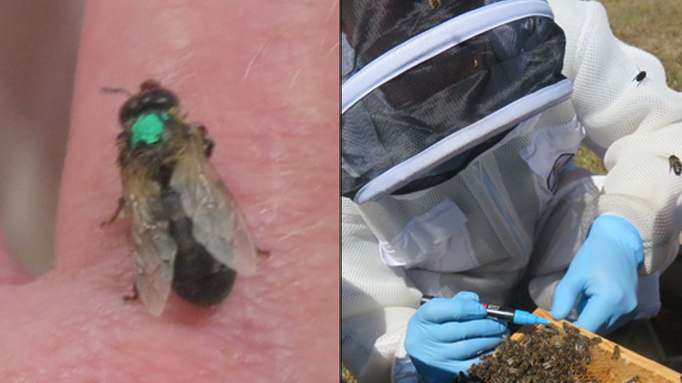 Isles of Scilly bees tracked to see if they hop between islands - BBC News