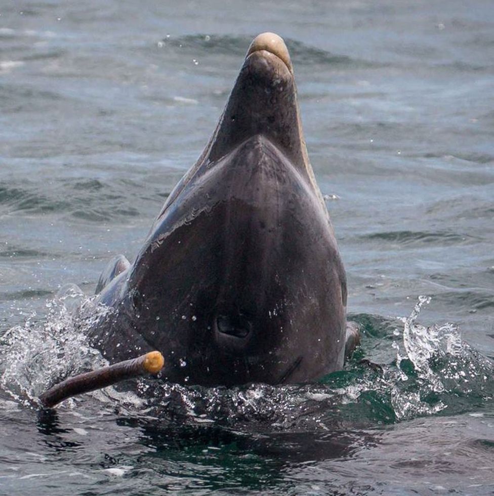 Dolphin named after Star Wars character masters "lightsaber" skills ...