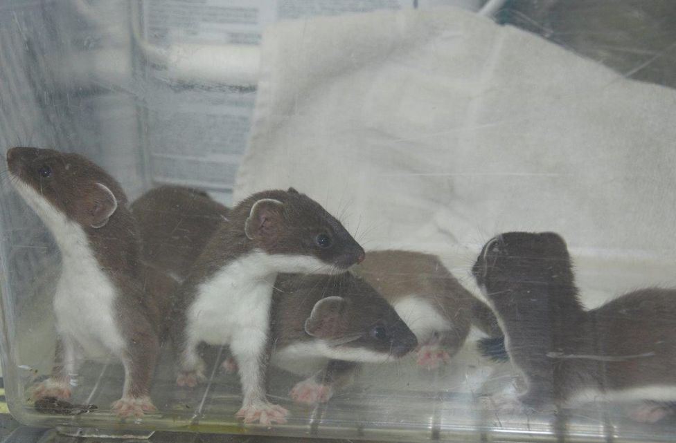 Orphaned stoats rescued and named after Friends stars - BBC News