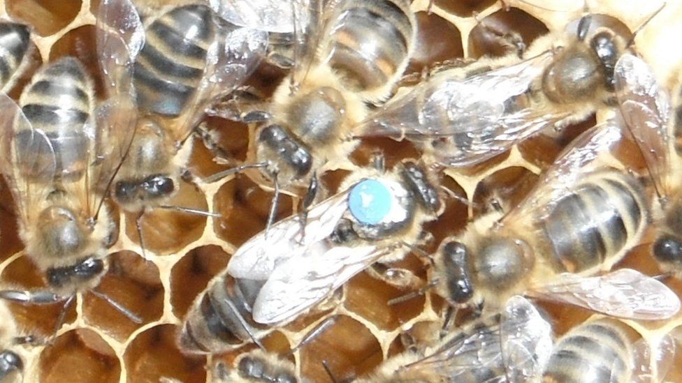 Beinn Eighe's dark bees could aid fight against virus - BBC News