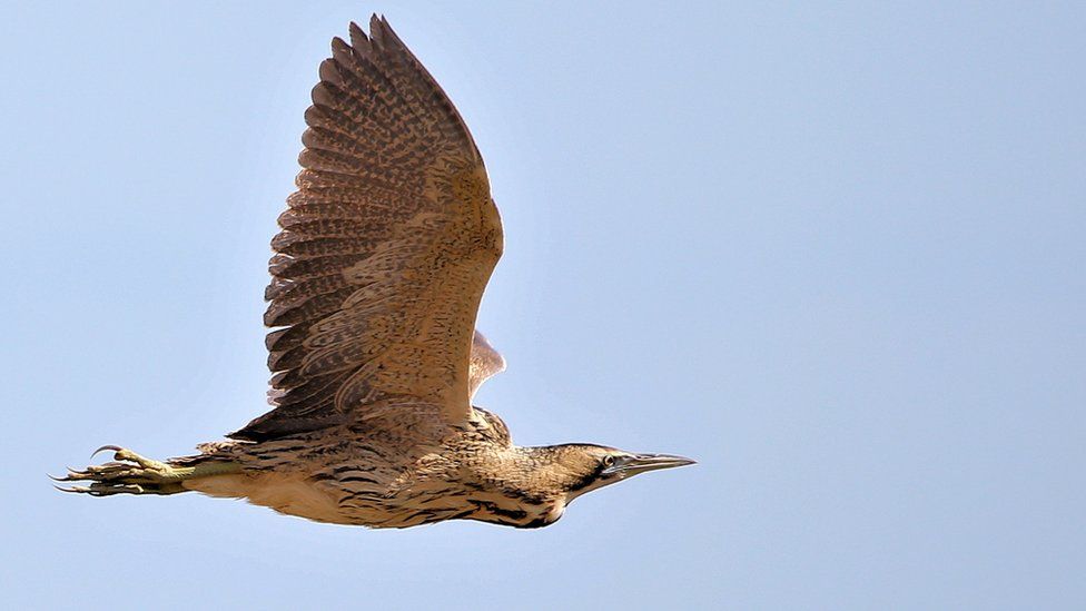 Bitterns boom as Britain's loudest bird makes comeback! - BBC Newsround
