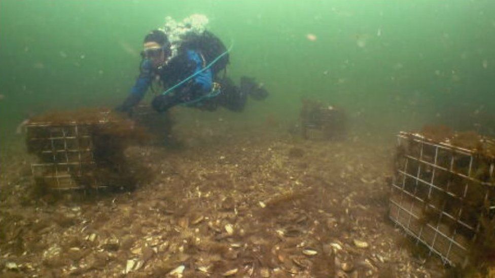 Scotland's shellfish 'at risk' from invasive species from Japan - BBC News
