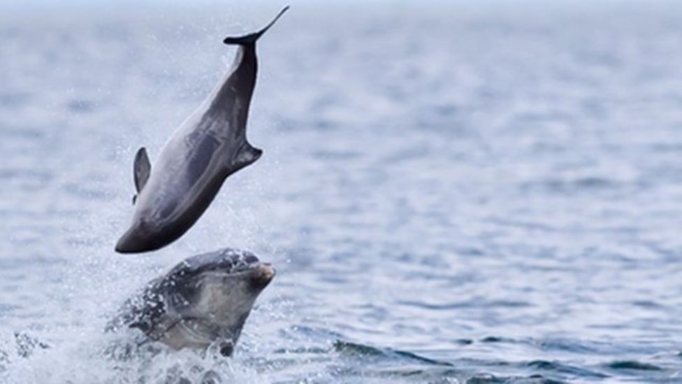Rare attacks by dolphins on porpoises photographed - BBC News