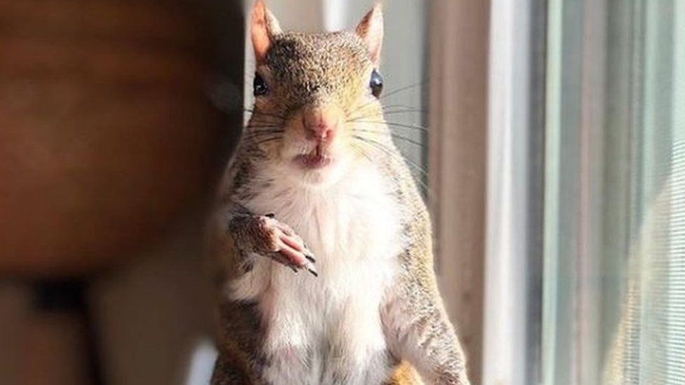 Animals of Instagram: The top pet influencers - BBC Newsround