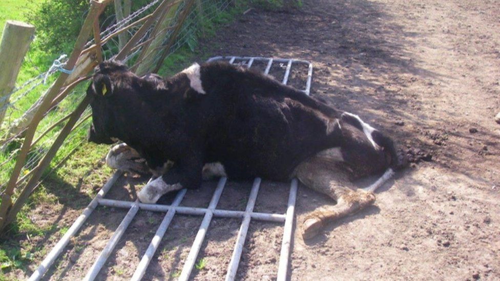 Glenavy farmer given suspended sentence for 'horrendous' animal cruelty ...