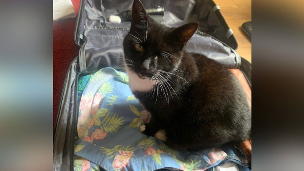 Newport: Man caught on CCTV kicking cat against wall - BBC News