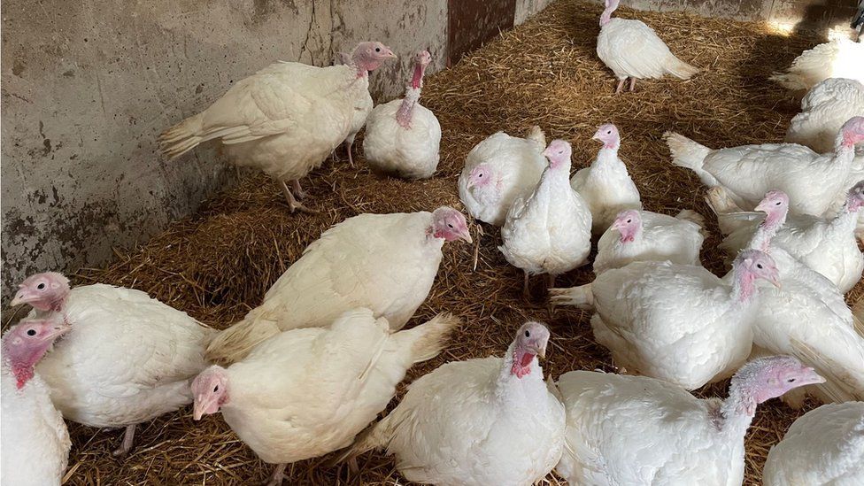 Prinder pobl i bluo tyrcwn yn bryder i fridwyr - BBC Cymru Fyw