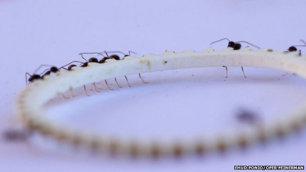 'Leaders and lifters' help ants move massive meals - BBC News