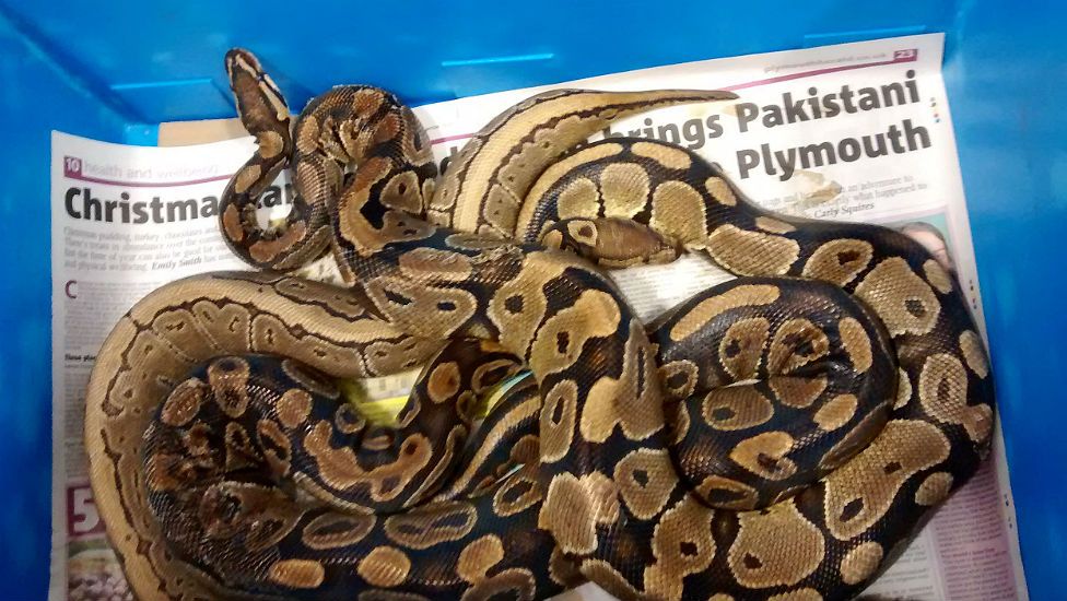 Royal Pythons found dumped outside Plymouth vets die - BBC News