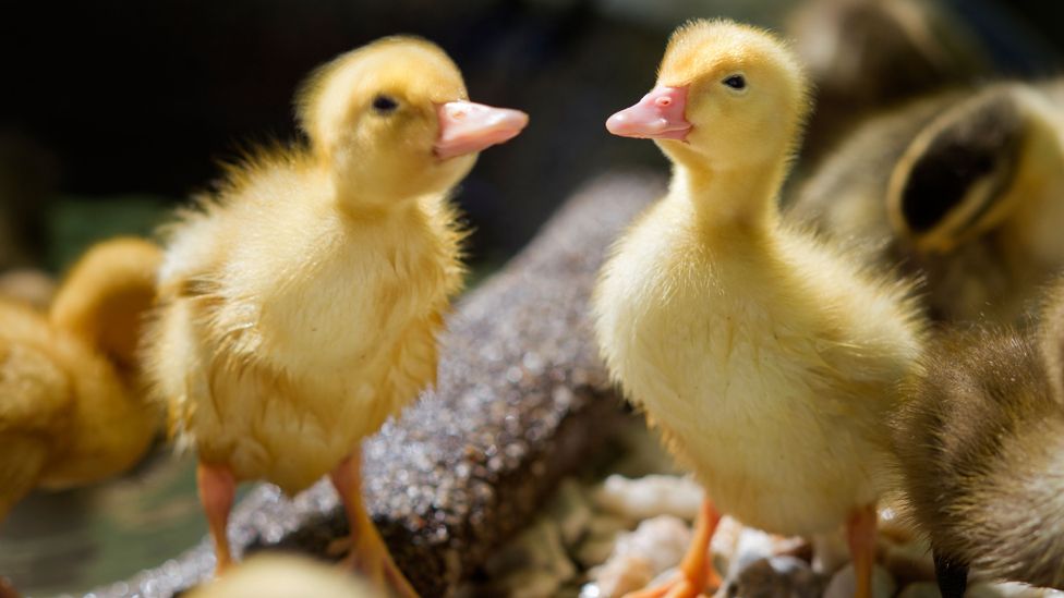 10 things we didn't know last week - BBC News