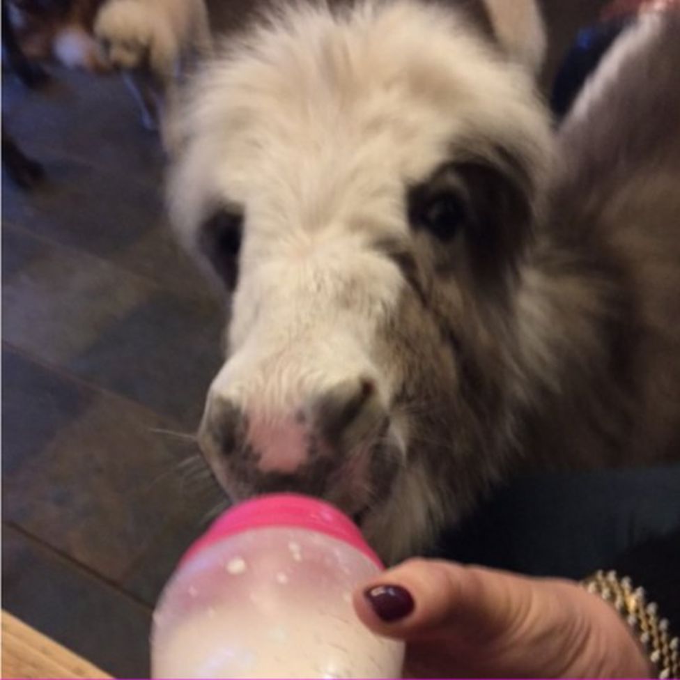 Meet the Dundee donkey who thinks he is the family dog - BBC News