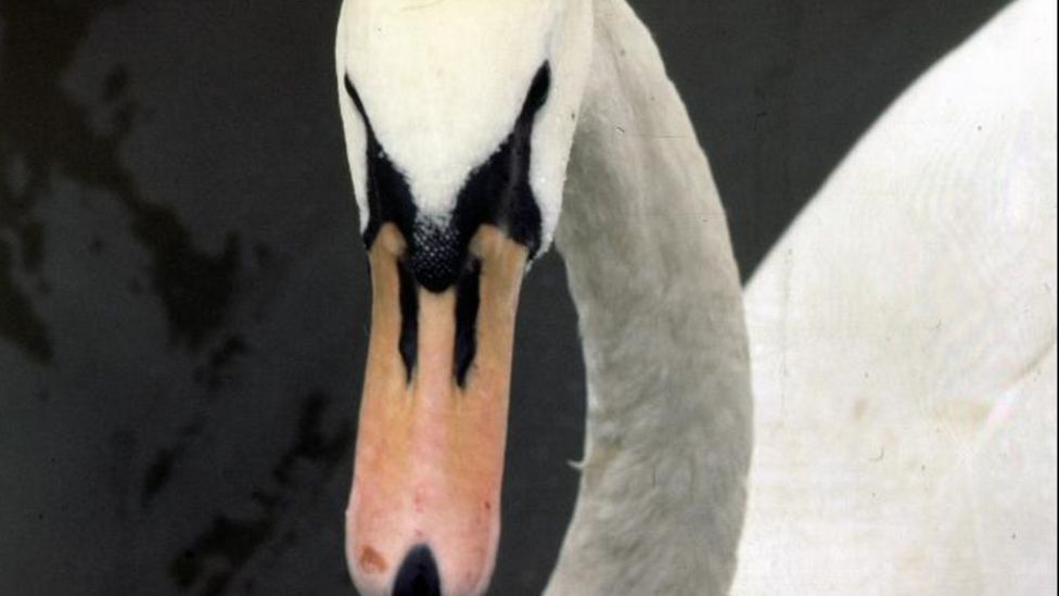 Swan and deer cause M60 tailbacks in Salford and Prestwich - BBC News