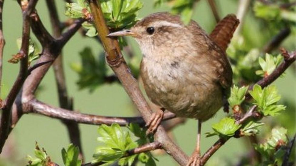 Pa un yw'r Ji-binc? - BBC Cymru Fyw
