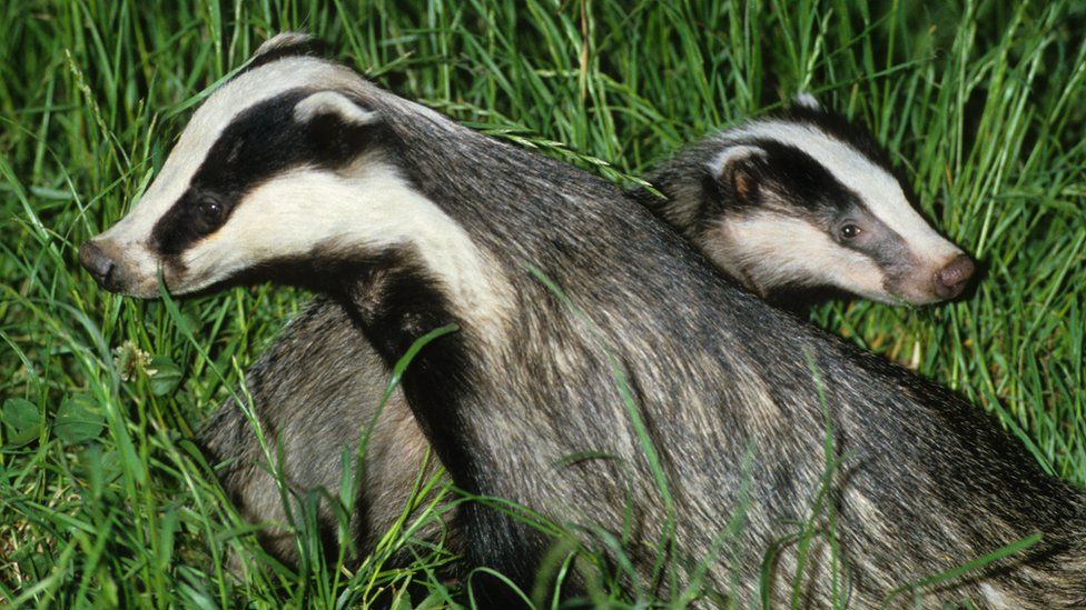 Dim cosb am ryddhau enwau ffermydd difa moch daear - BBC Cymru Fyw