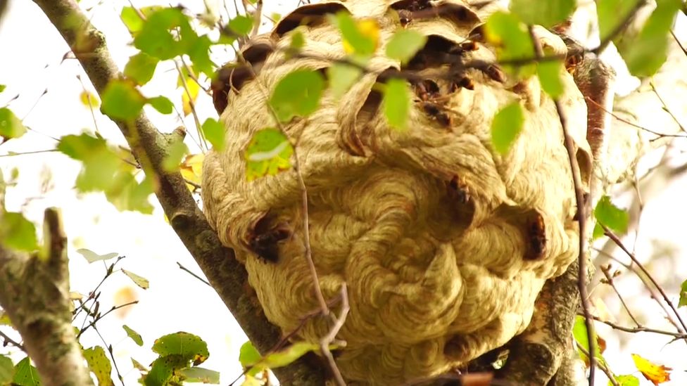 Scientists track Asian hornets using radar and radio waves - BBC News
