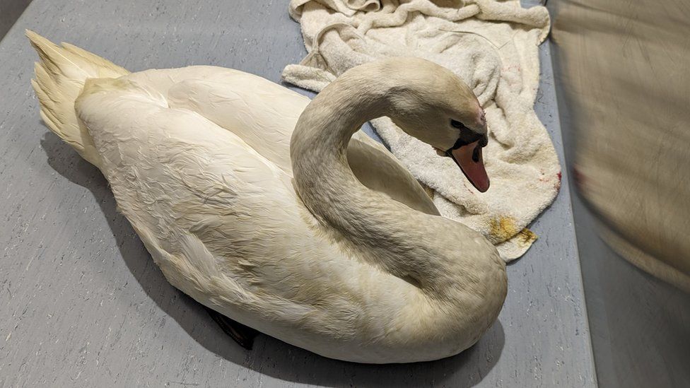 Swan rescued after being shot with catapult in Leicestershire - BBC News