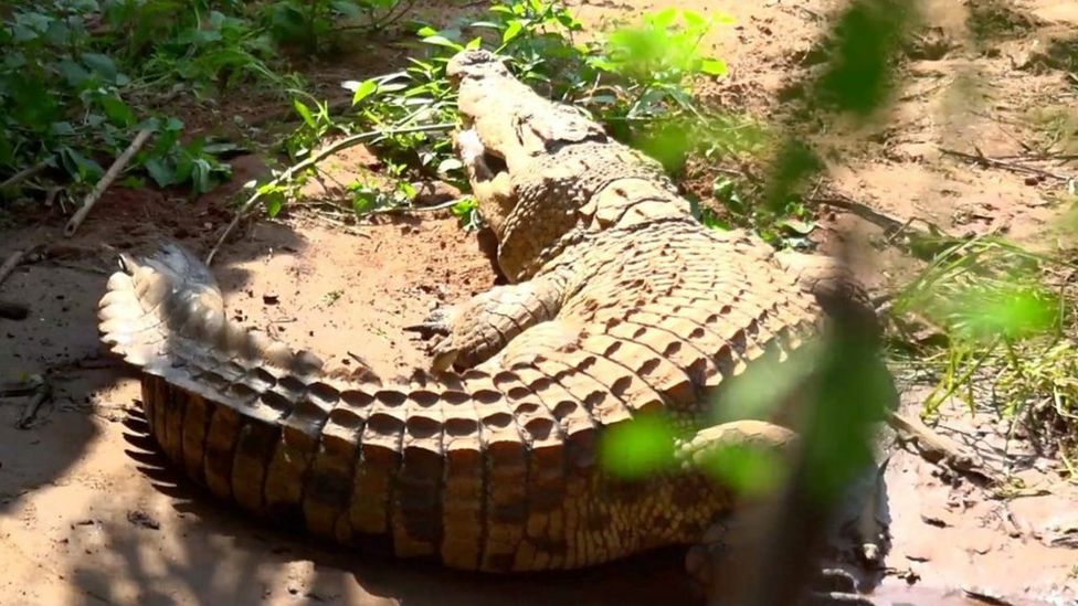 Australia crocodile: Skull identified as part of new extinct species ...