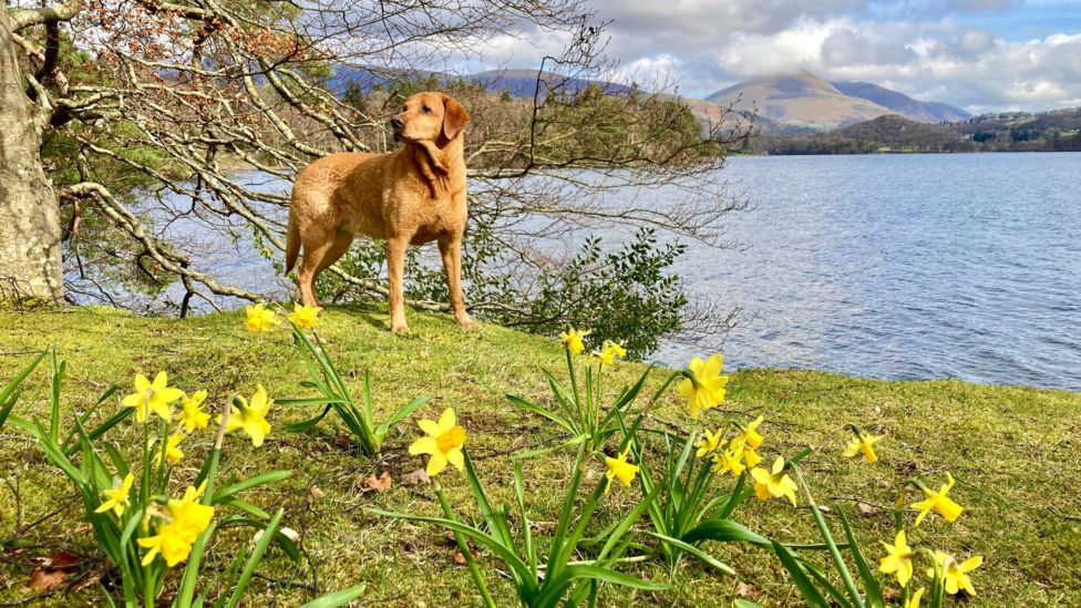 Your pictures: 'Spring has sprung' - BBC News