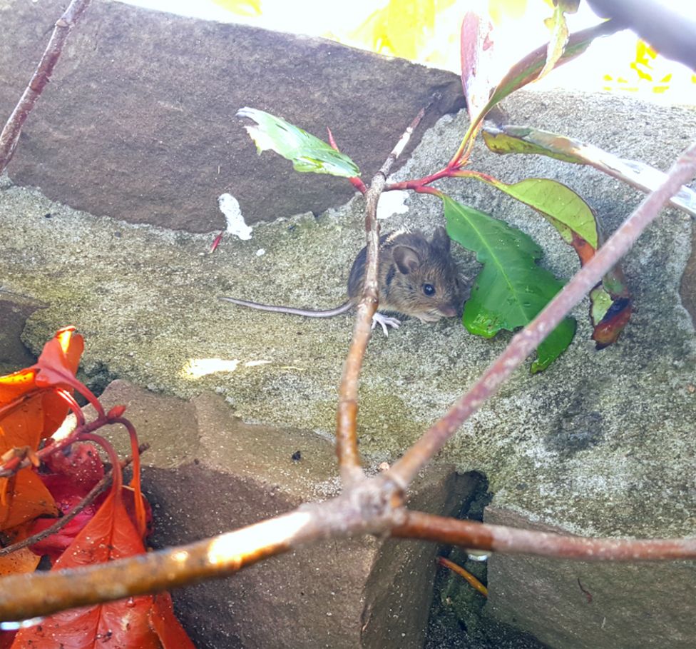 Your pictures of Scotland: 12 - 19 May - BBC News