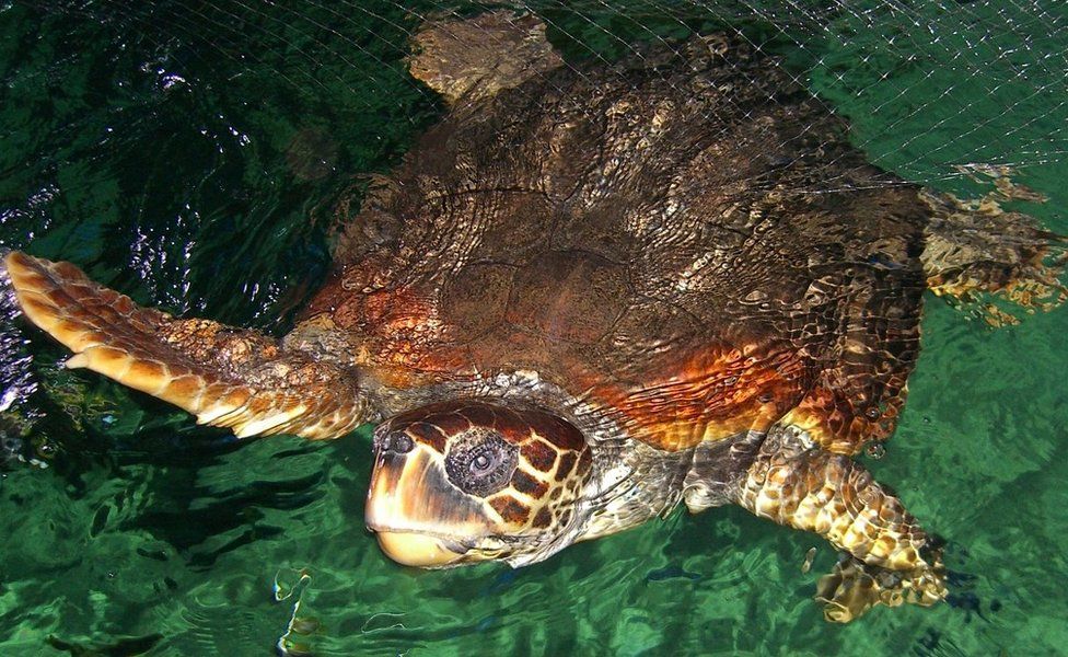 Brain-damaged turtle travels to London for CT scan - BBC News