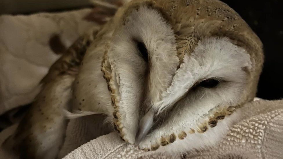 Willow Pit: Fire crews rescue barn owl tangled in fishing wire - BBC News