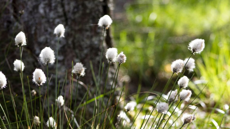 In pictures: Cairngorms' 'snowy fields' of bog cotton - BBC News