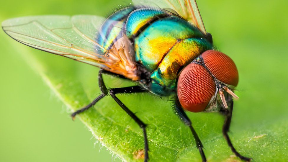Bug Splat App Wants You To Count The Critters On Your Car Bbc Newsround 