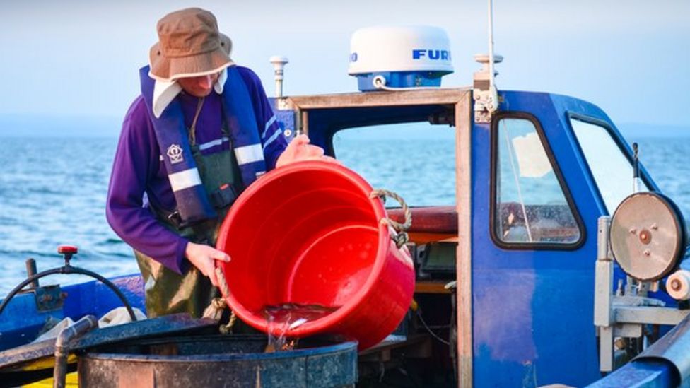 NI eel fishery hopes to repeat open day success - BBC News