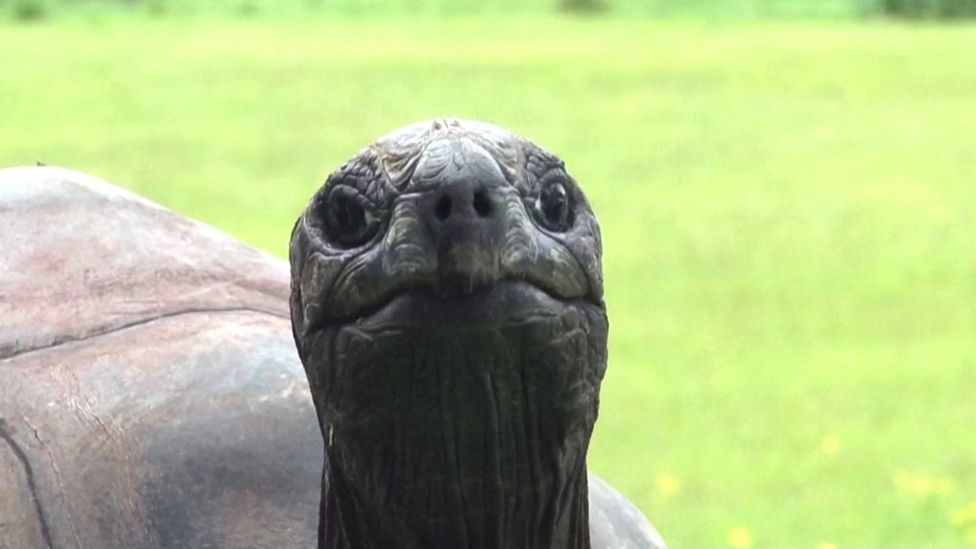 Biscuit the 100-year-old tortoise reunited with owner - BBC Newsround