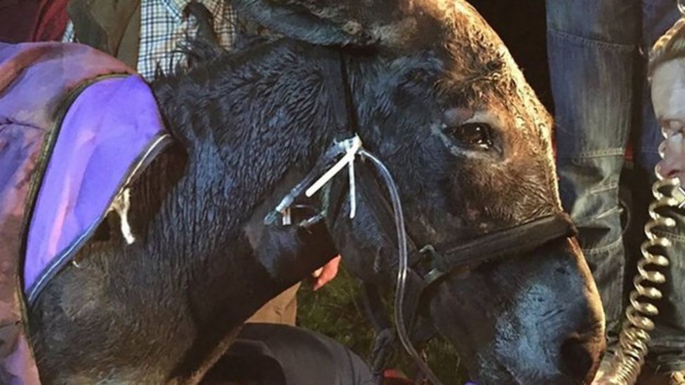 Cow gets head stuck in chair in Northamptonshire - BBC News