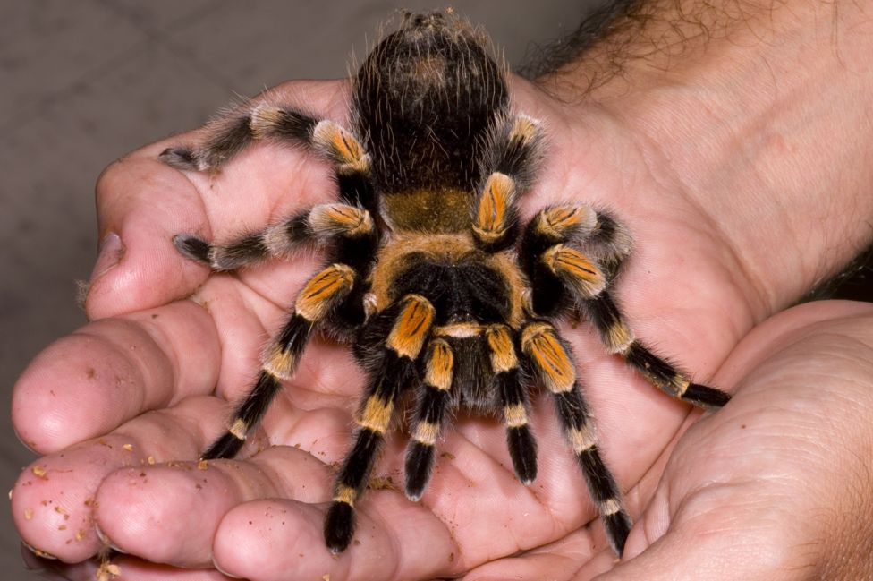 Mexican tarantulas: Canada exports more varieties than Mexico - BBC News