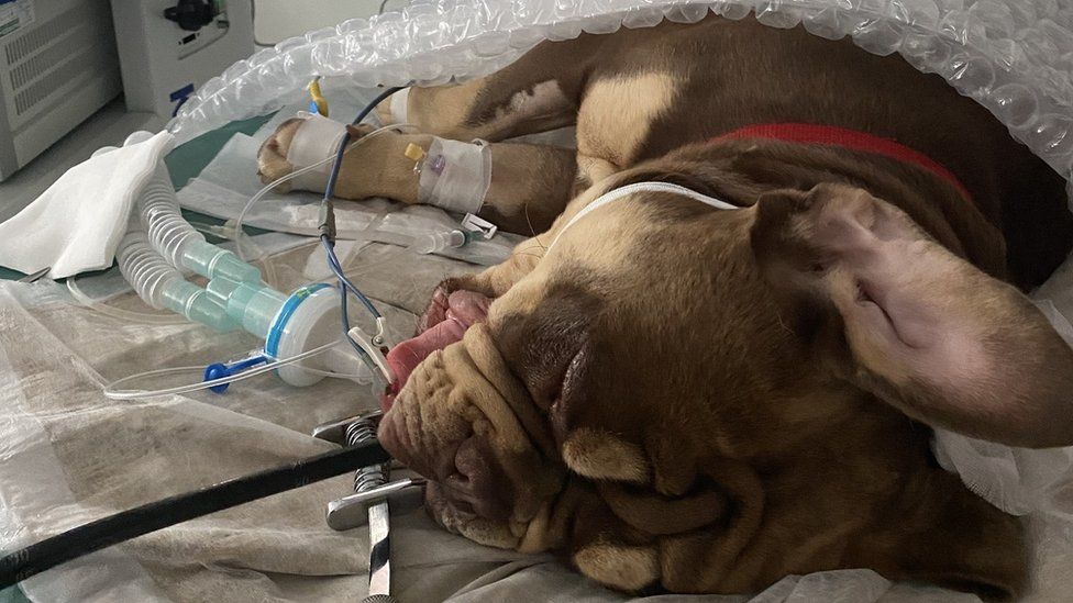 Derby vets use hook-a-duck method to pull toy from bulldog - BBC News