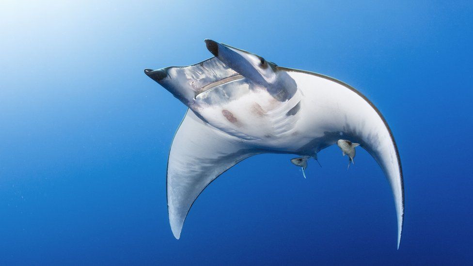 Blue Planet II: What's happening in week four? - BBC Newsround